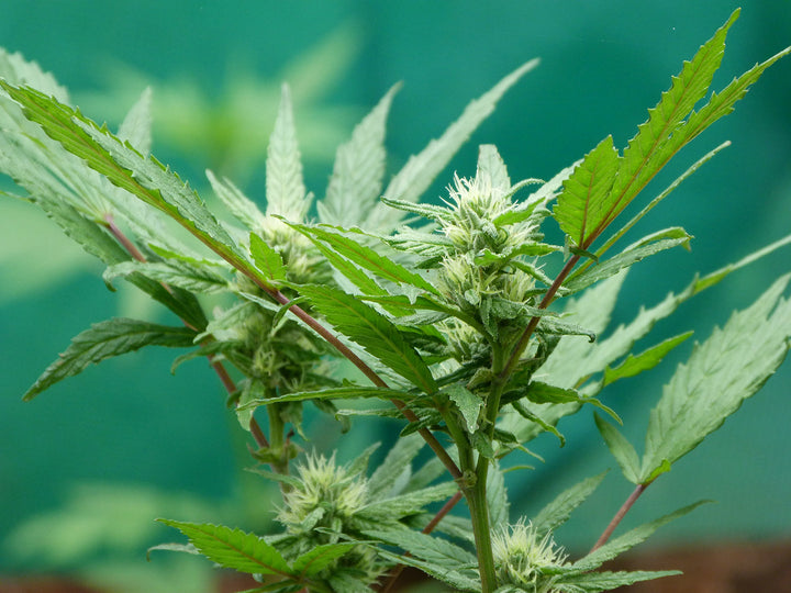The Hemp Plant—a Visual Tour – Sagely Naturals